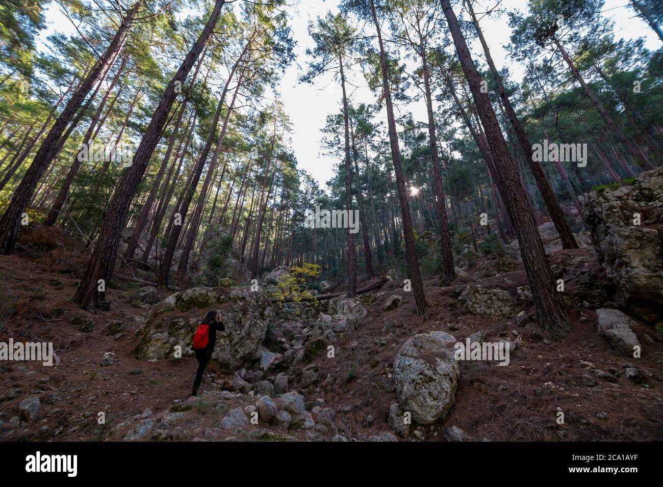 Big trees Forest and autumn in Turkey Stock Photo - Alamy