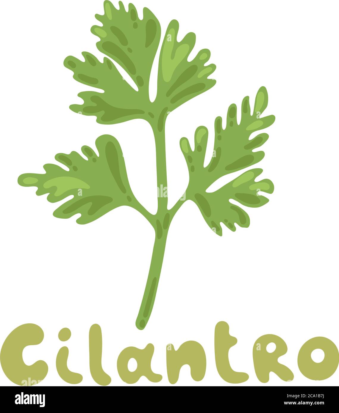 Cilantro Clipart