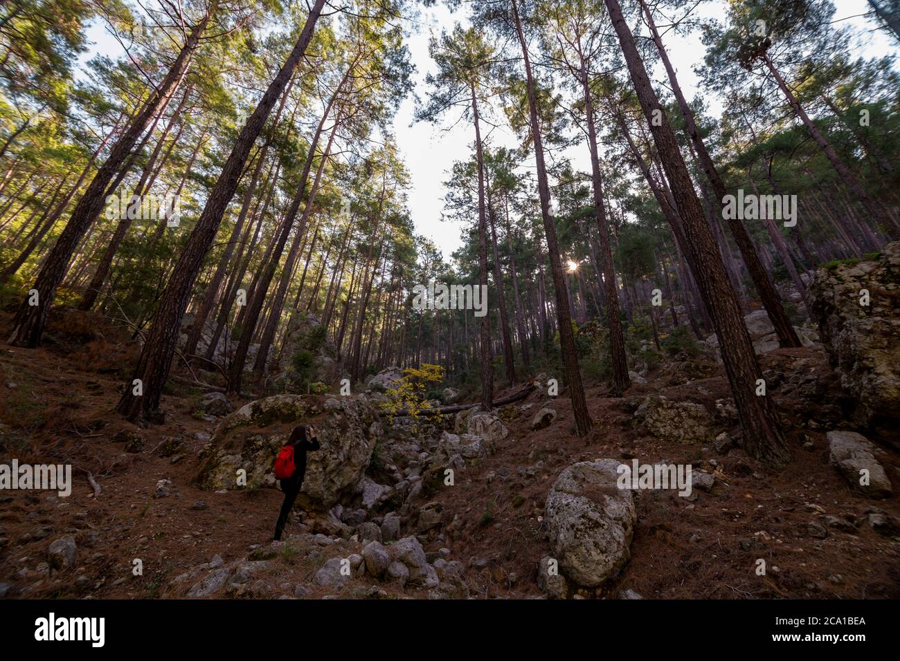 Big trees Forest and autumn in Turkey Stock Photo - Alamy