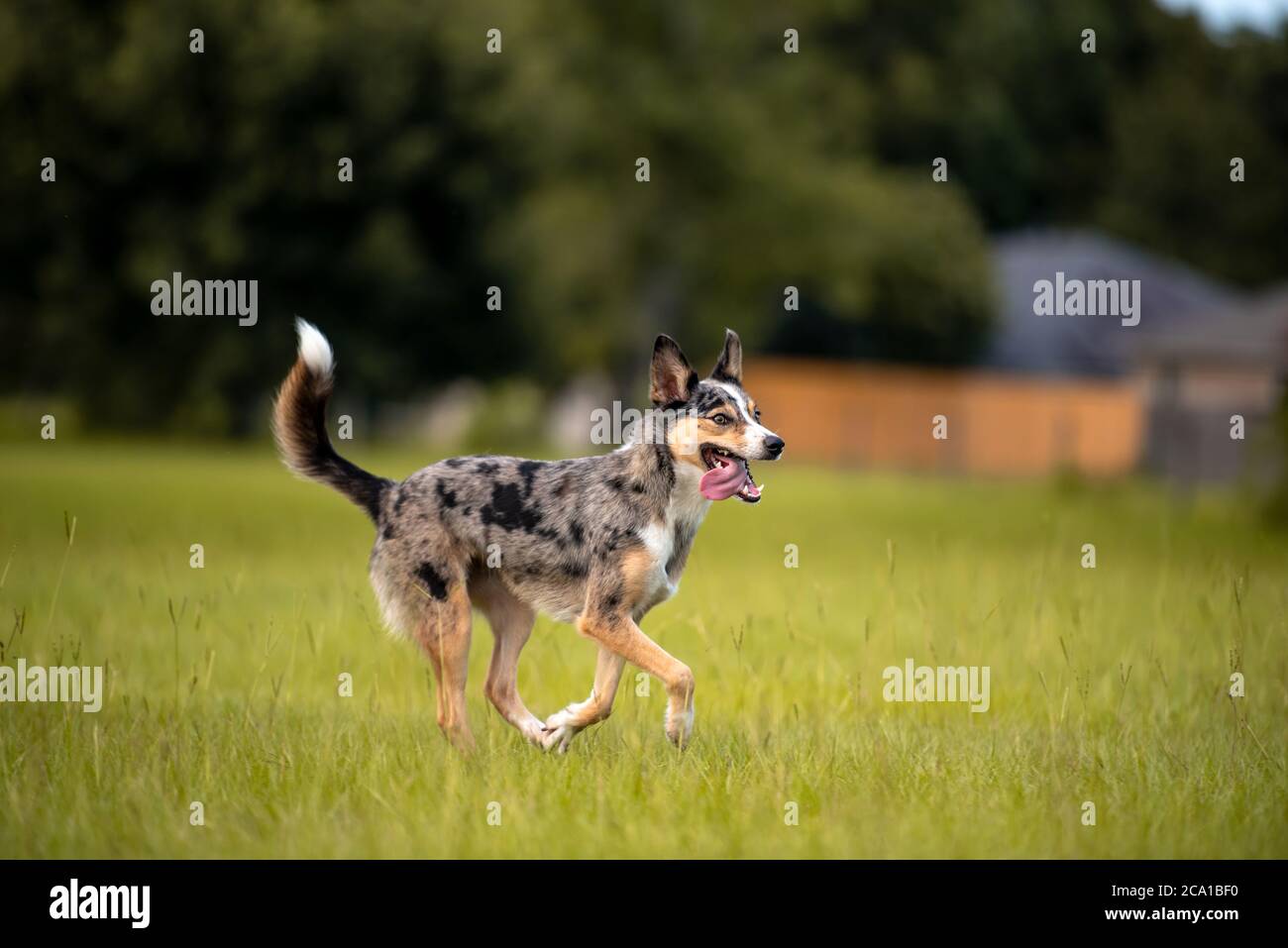 Australian koolie hi-res stock photography and images - Alamy