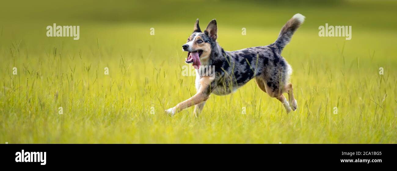 Koolie Australian working herding dog or German Coolie. Australia ...
