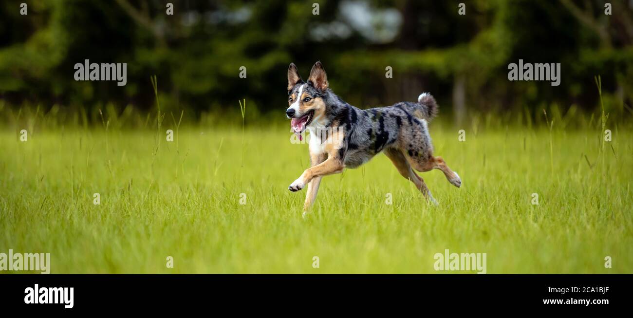 Australian koolie hi-res stock photography and images - Alamy