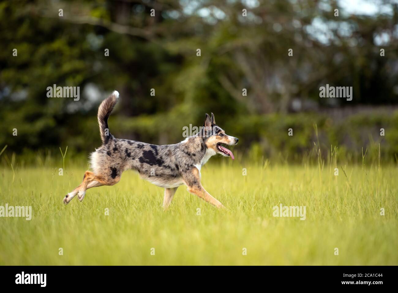 Australian koolie hi-res stock photography and images - Alamy