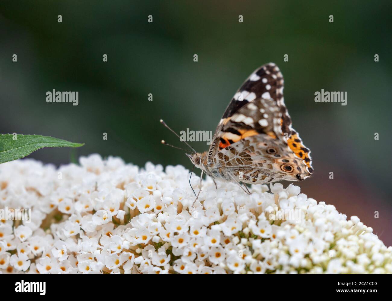 Buddleja buzz butterfly hi-res stock photography and images - Alamy
