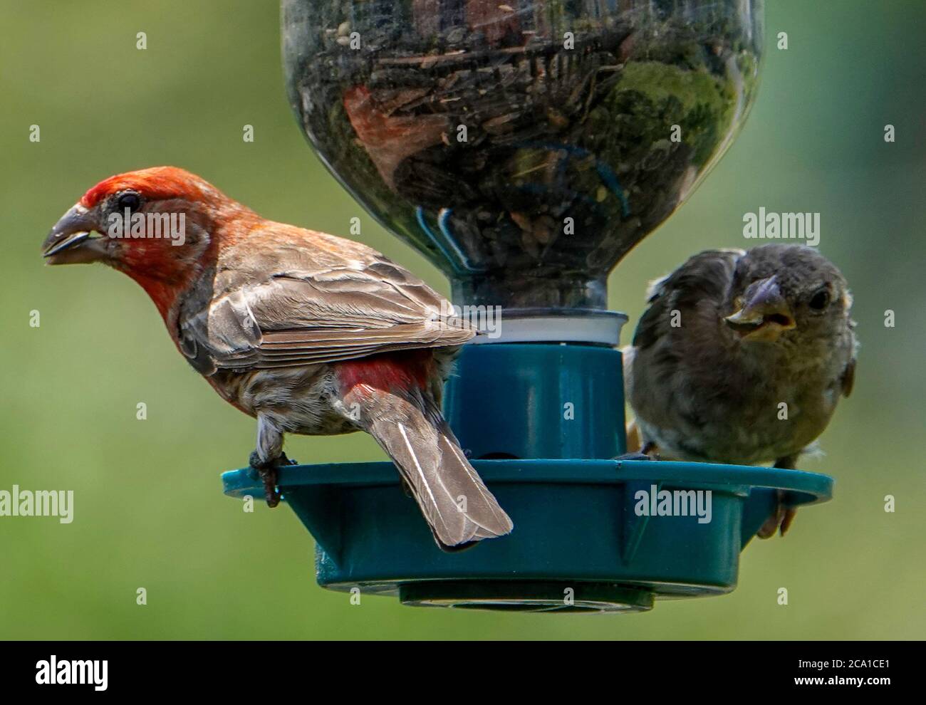 Yellow house finch hi-res stock photography and images - Alamy