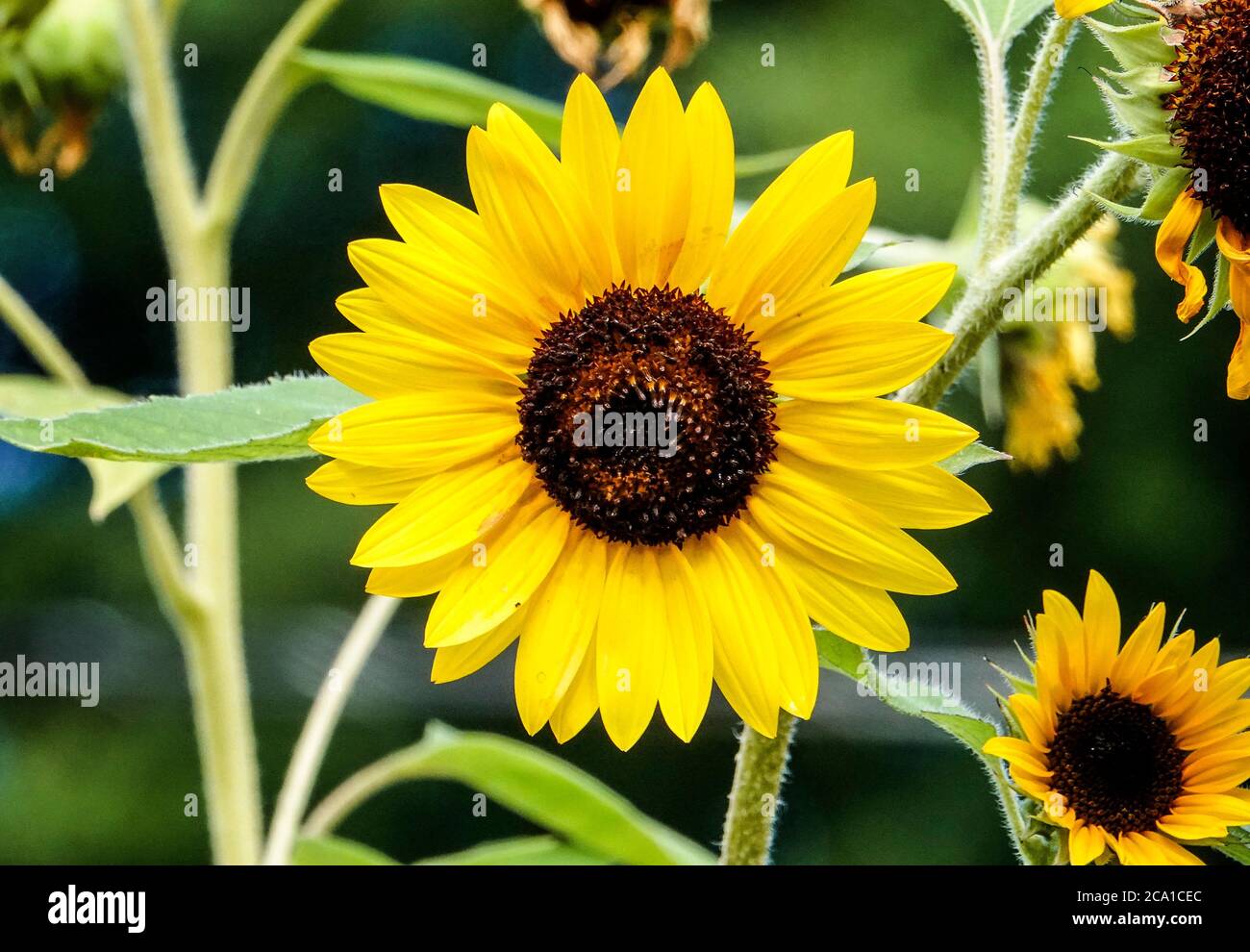Yellow Sunflower up close Stock Photo - Alamy