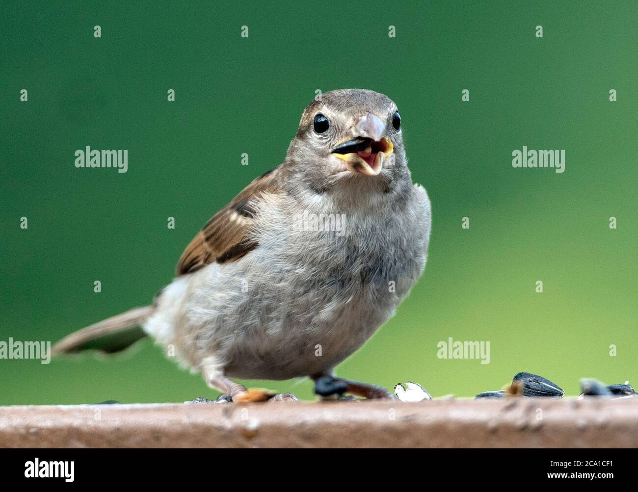 Little sparrow hi-res stock photography and images - Alamy