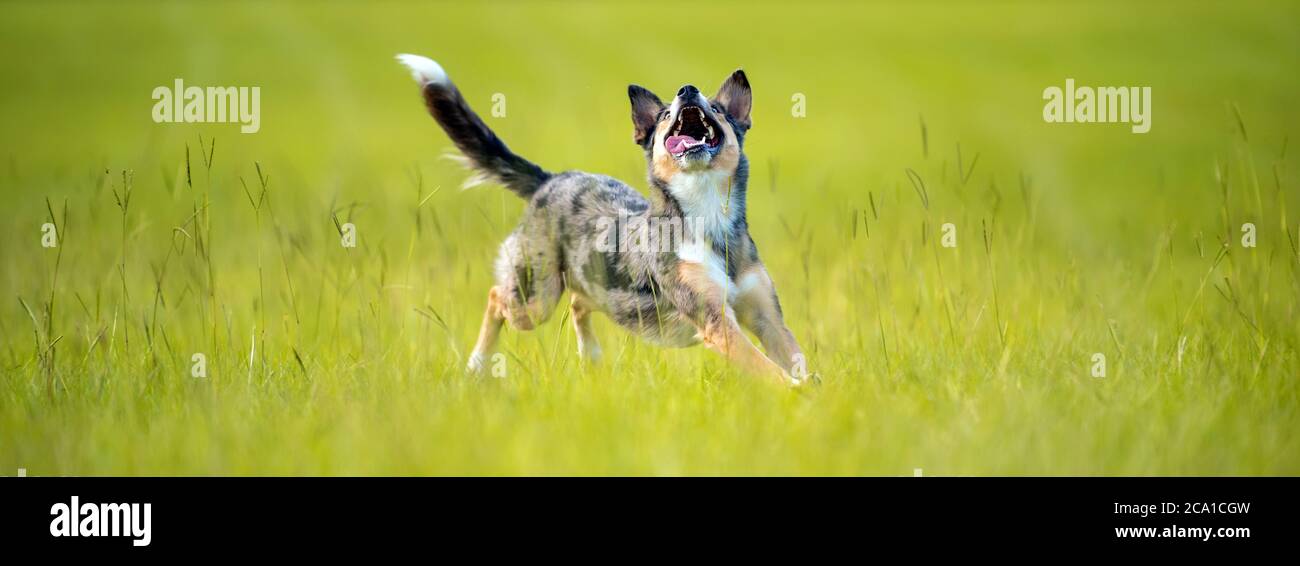 Australian koolie hi-res stock photography and images - Alamy