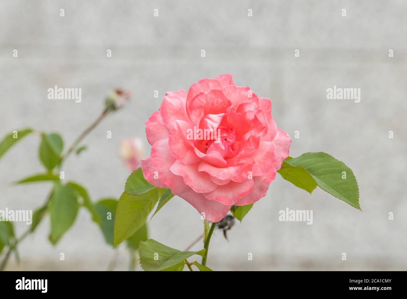 flower pink rose outdoors close up view with natural daylight Stock ...