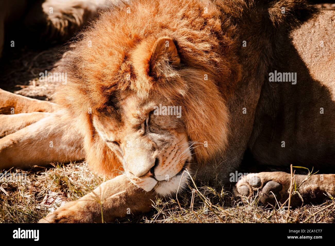 A male Lion sleeping in the sunshine Stock Photo - Alamy