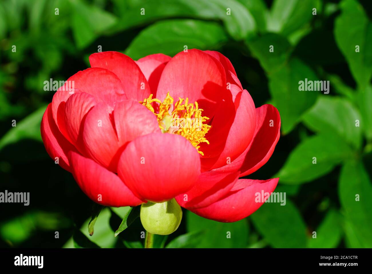 Paeonia red magic hi-res stock photography and images - Alamy