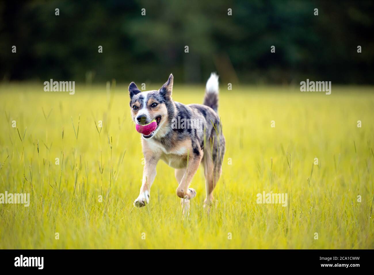 Australian koolie hi-res stock photography and images - Alamy