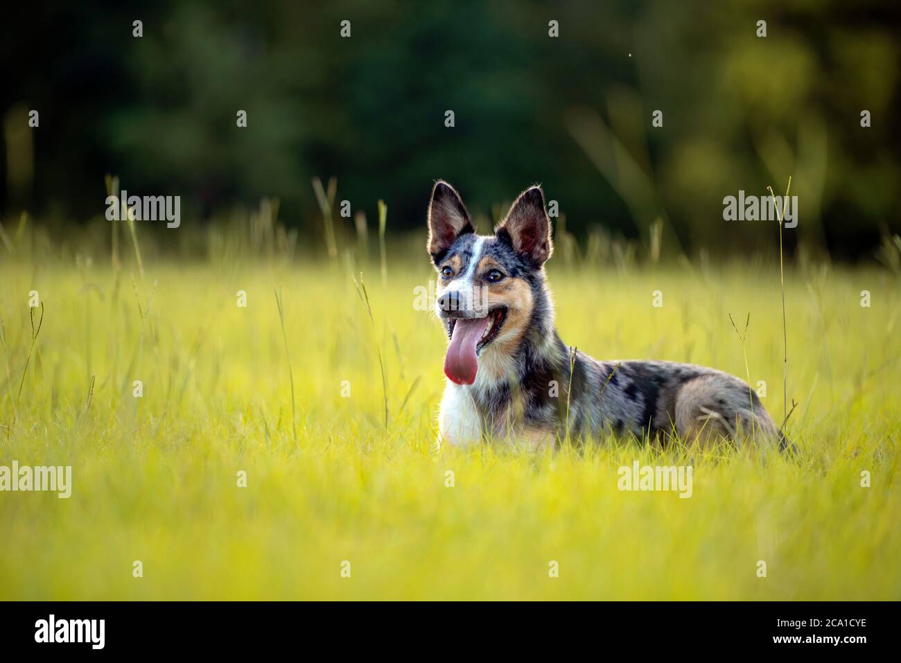 Australian koolie hi-res stock photography and images - Alamy