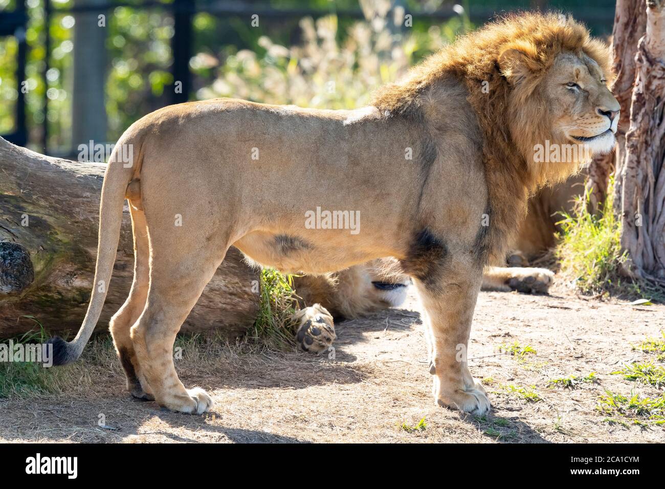 Lion skin standing hi-res stock photography and images - Alamy