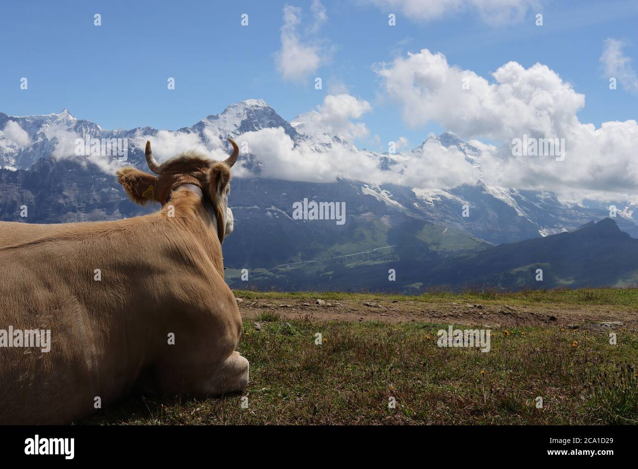 A cow on Faulhorn mountain is watching to the Eiger mountain on the ...