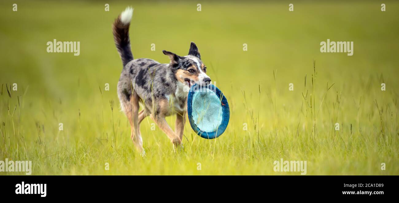 Australian koolie hi-res stock photography and images - Alamy