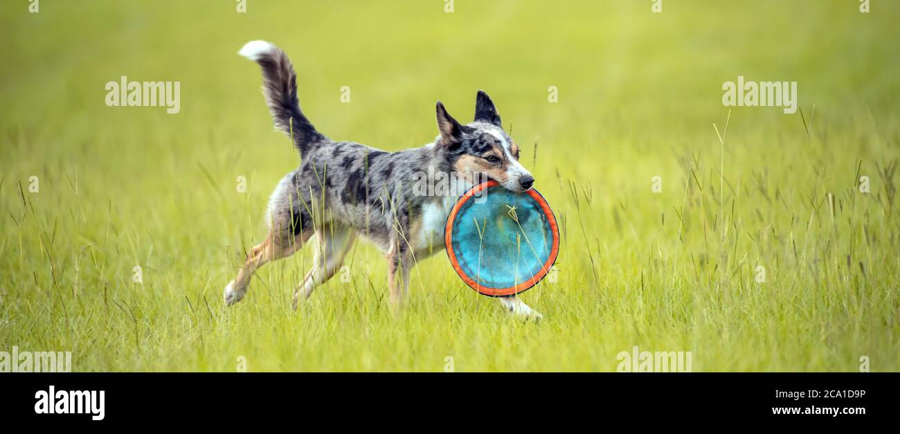 Australian koolie hi-res stock photography and images - Alamy