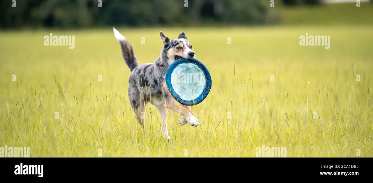 German koolie hi-res stock photography and images - Alamy