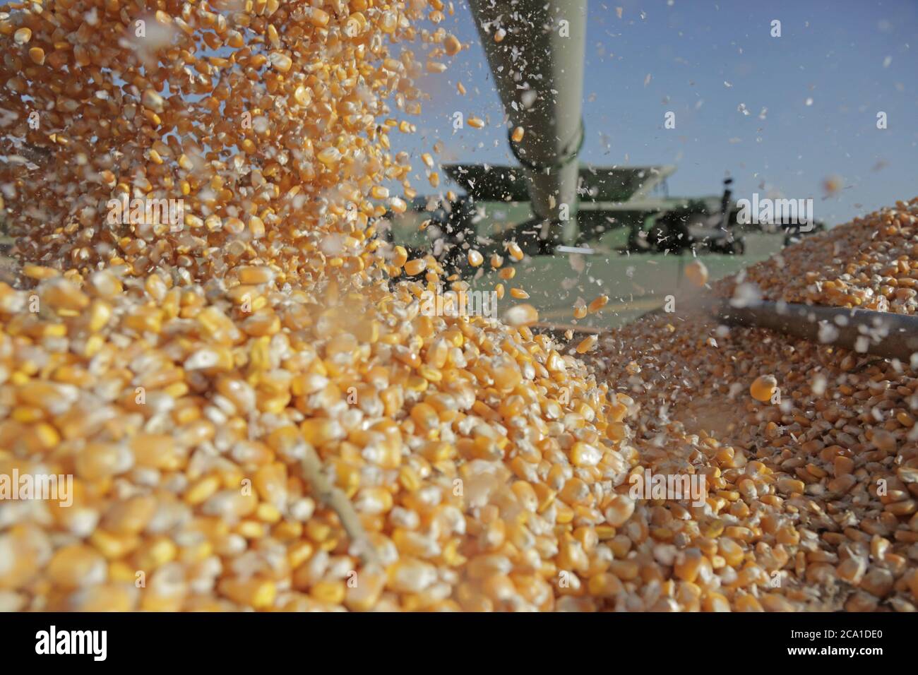 CAMPO MOURÃO, PR - 03.08.2020: COLHEITA DE MILHO SAFRINHA NO PR ...