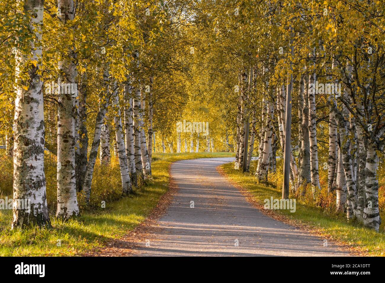 Narrow country road through alley of birch trees during autumn season ...