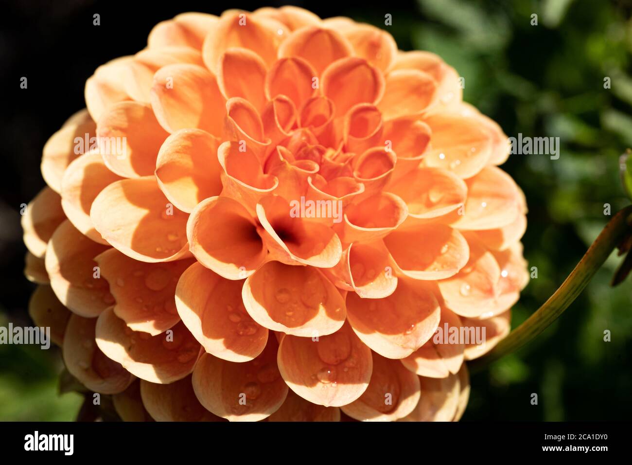 Peach dahlia hi-res stock photography and images - Alamy