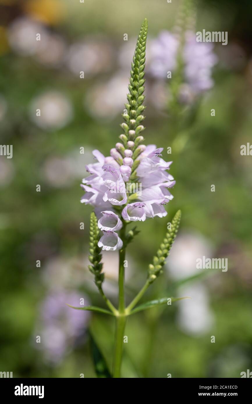Physostegia plant hi-res stock photography and images - Alamy