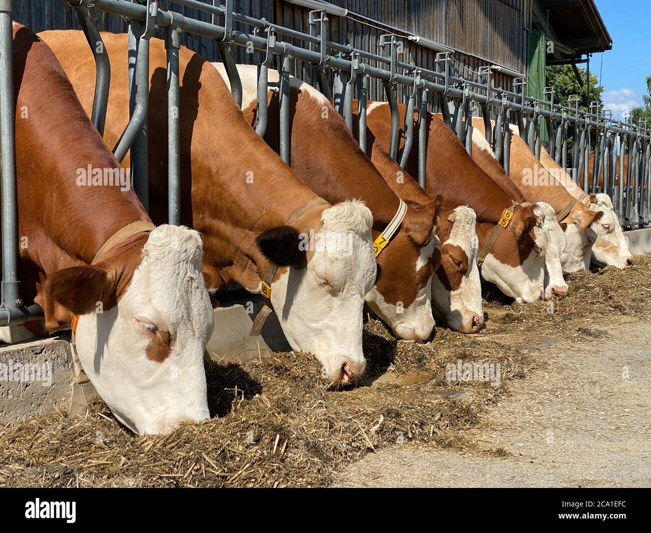 Cow eating grass in stable hi-res stock photography and images - Alamy