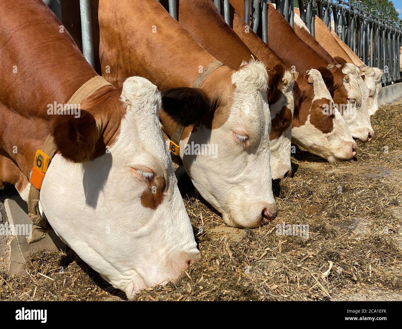 Milk cows eating fresh grass in the stable Stock Photo - Alamy