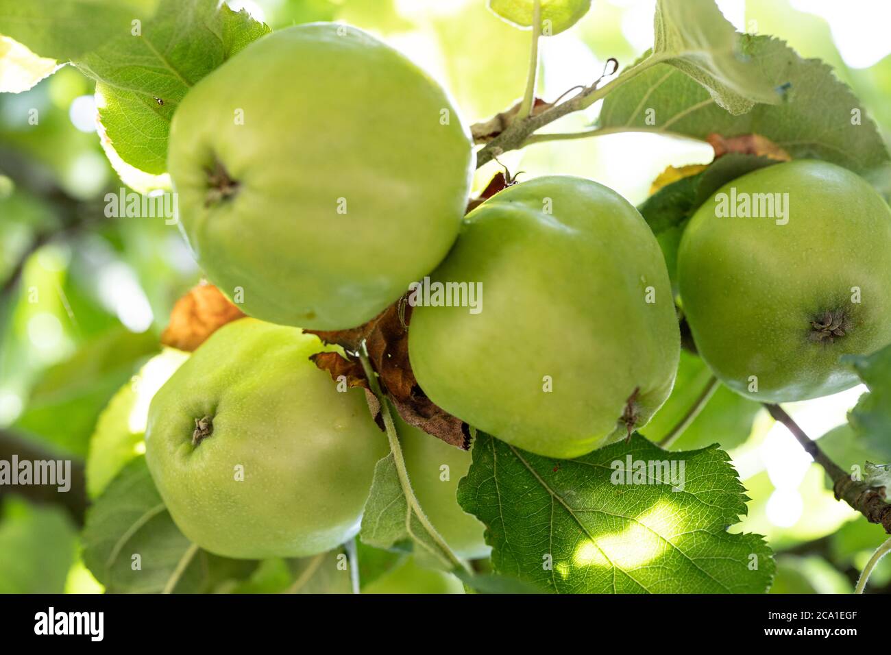 England orchard in flower hi-res stock photography and images - Alamy