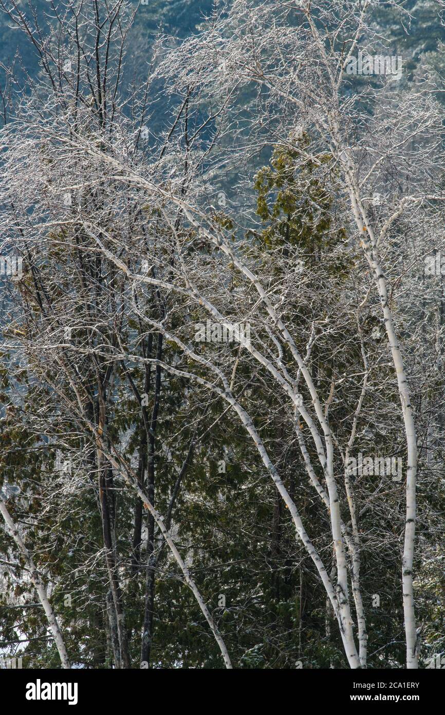 Northern birches hi-res stock photography and images - Alamy