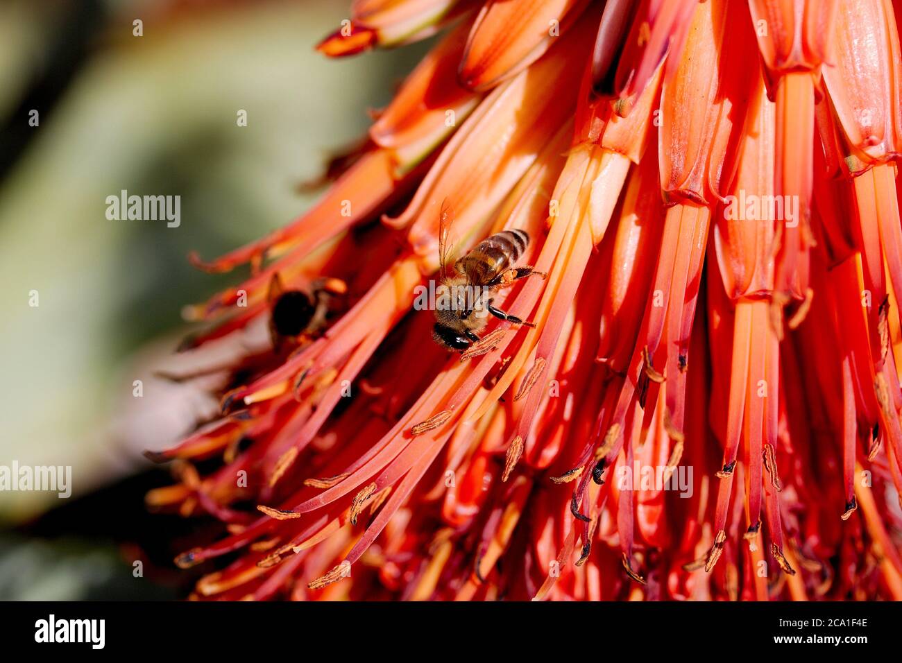 Cape honey bee on an Aloe flower Stock Photo - Alamy
