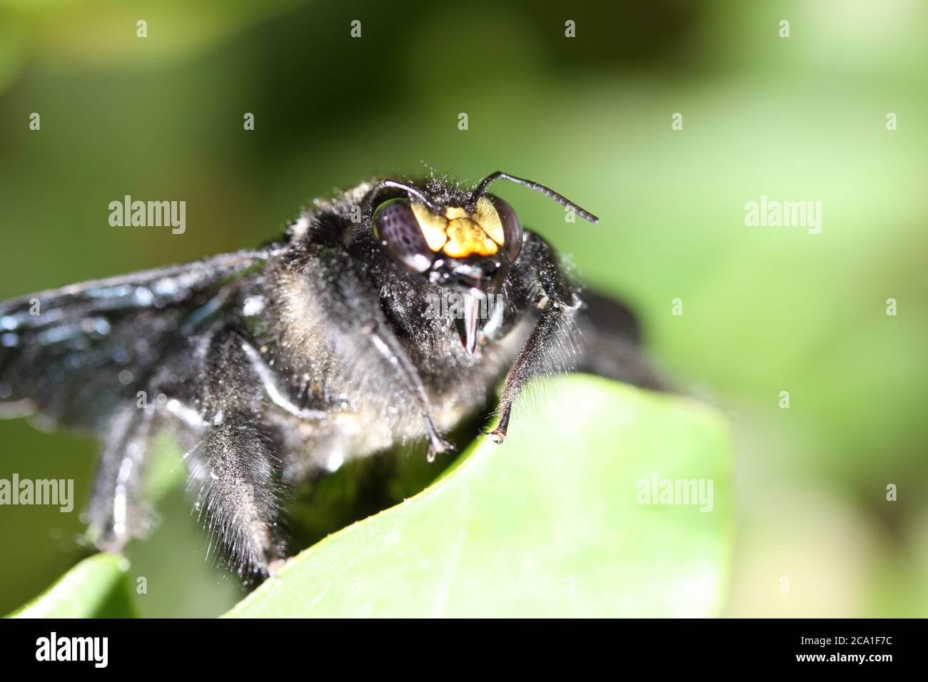 Macro shot of a Carpenter Bee Stock Photo - Alamy