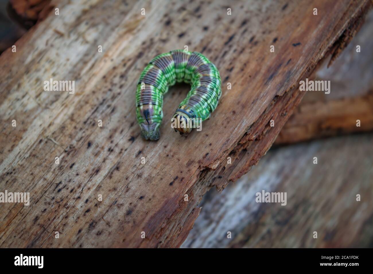 A large green caterpillar creeps on the ground. Selective focus Stock ...