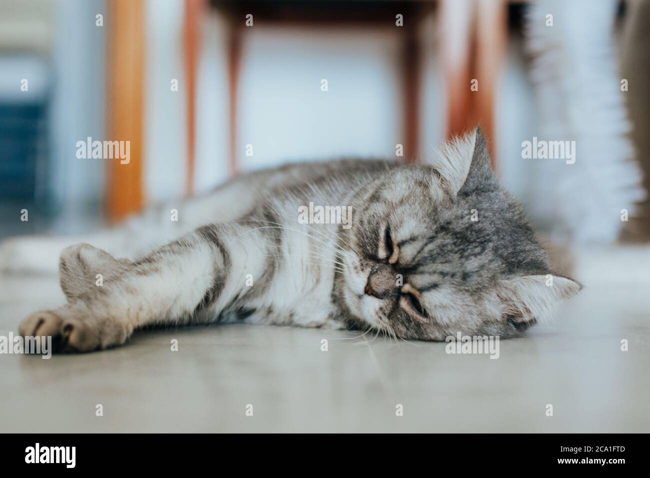 Adorable scottish cat lovely family hi-res stock photography and images ...
