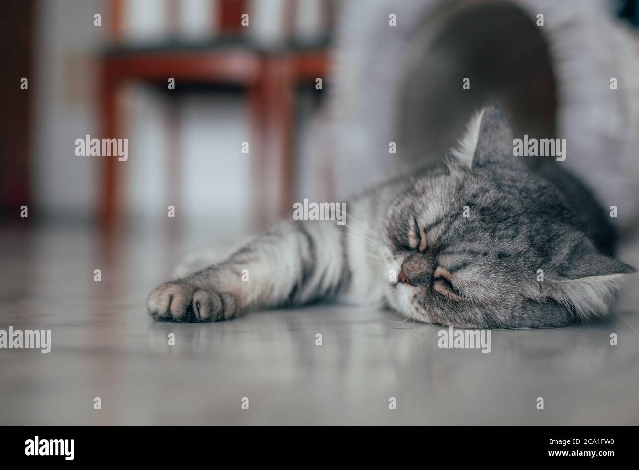 Adorable scottish cat lovely family hi-res stock photography and images ...