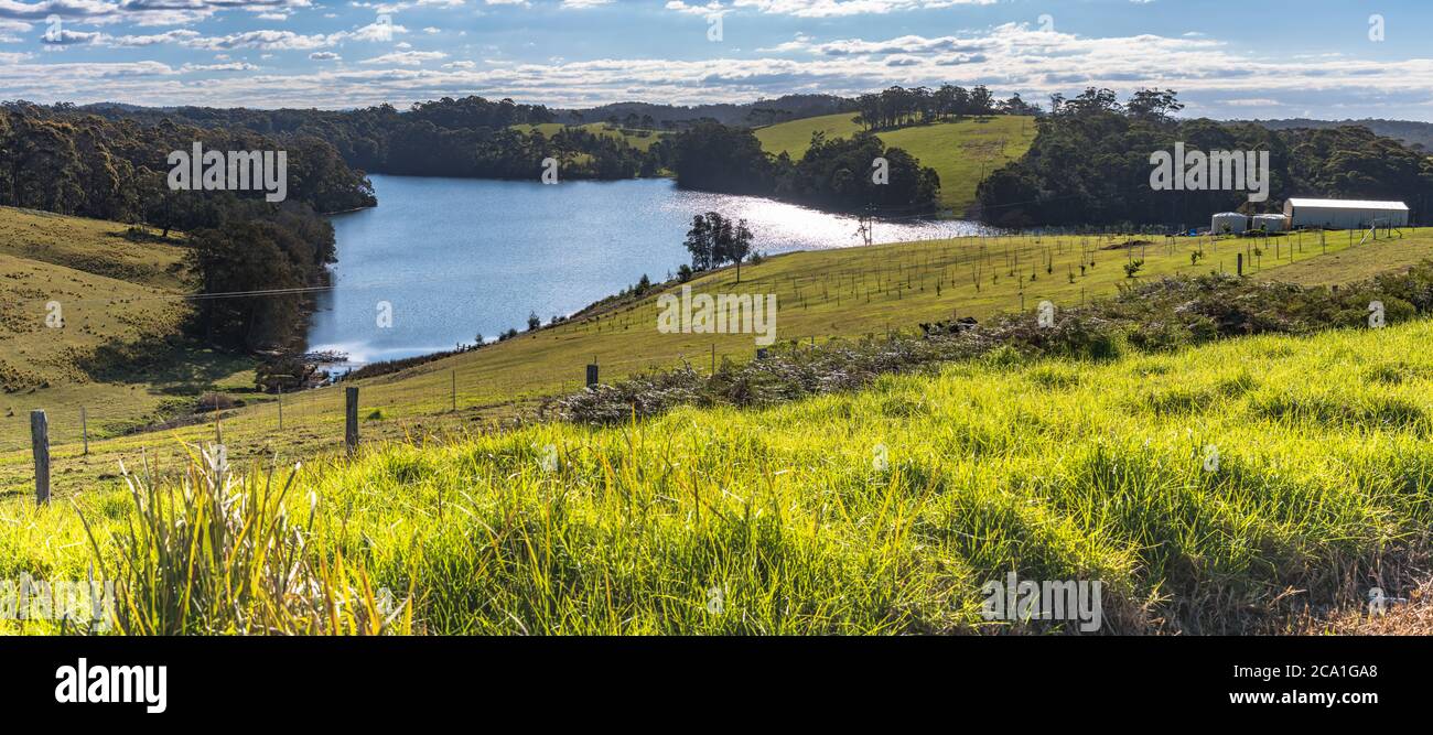 Rural landscape with cows and dam in Bodalla on the South Coast of NSW ...