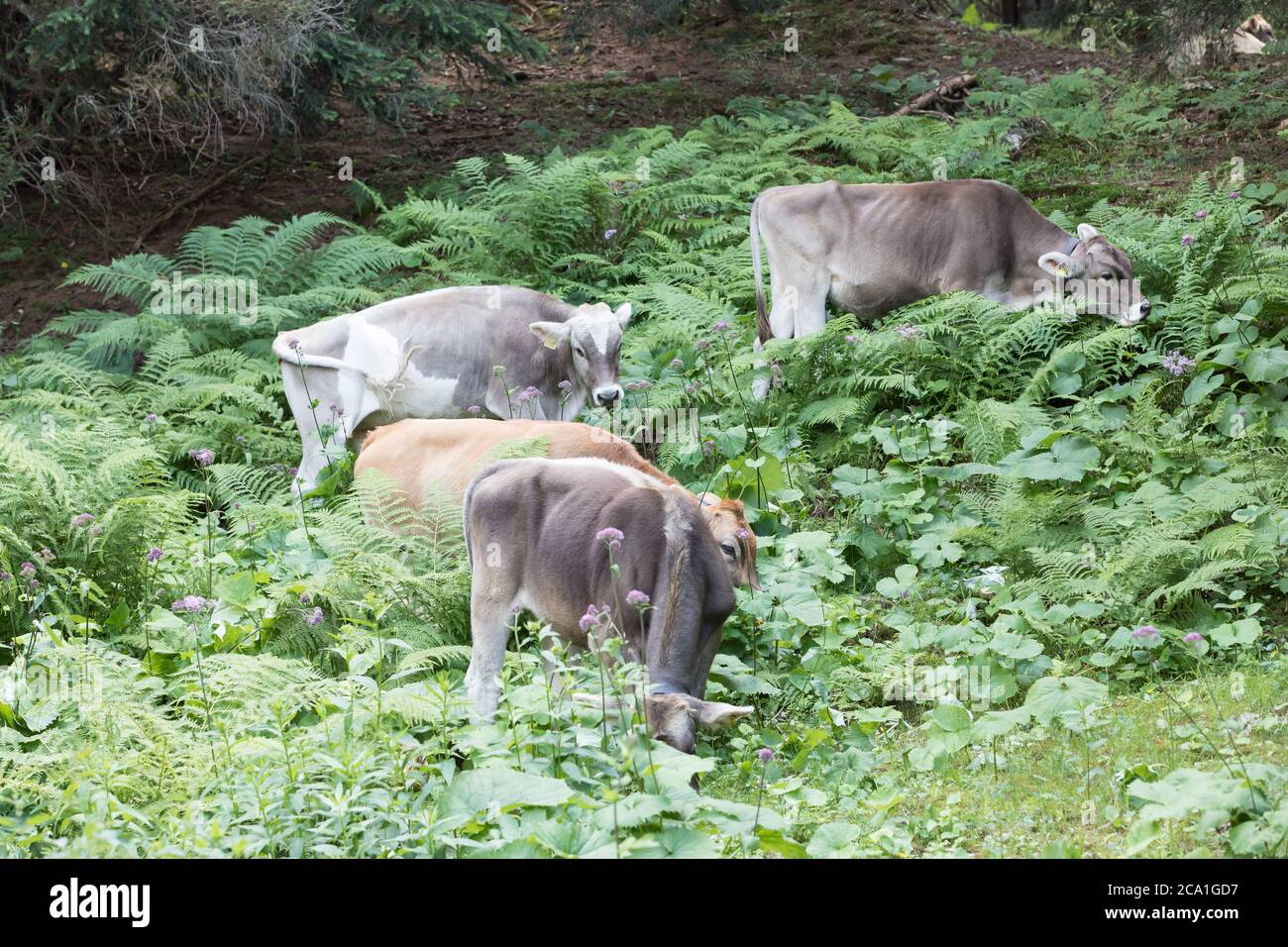 group of gray cows in the fern Stock Photo - Alamy