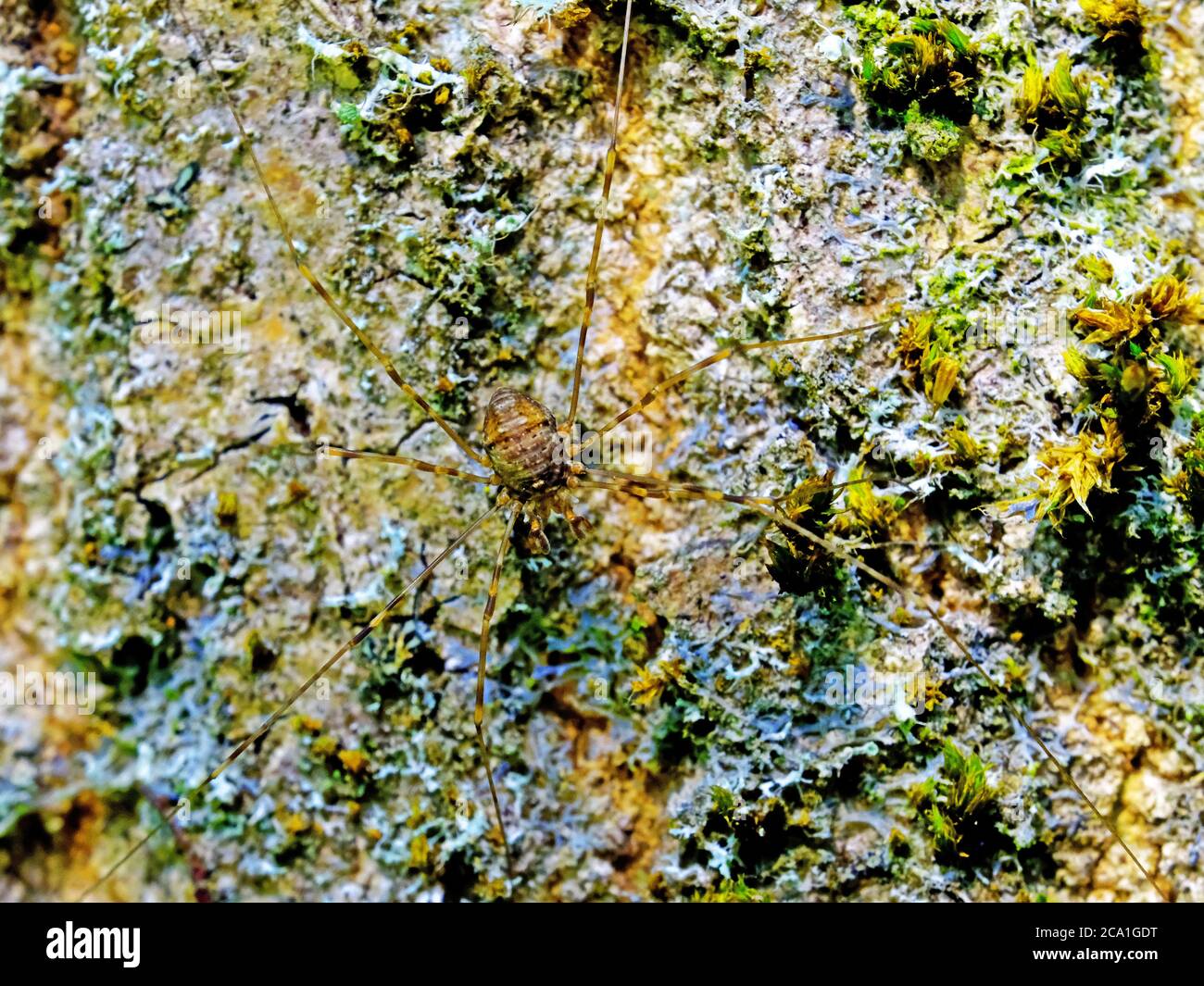 Spiny legged well camouflaged tree spider among fungi and lichen Stock ...