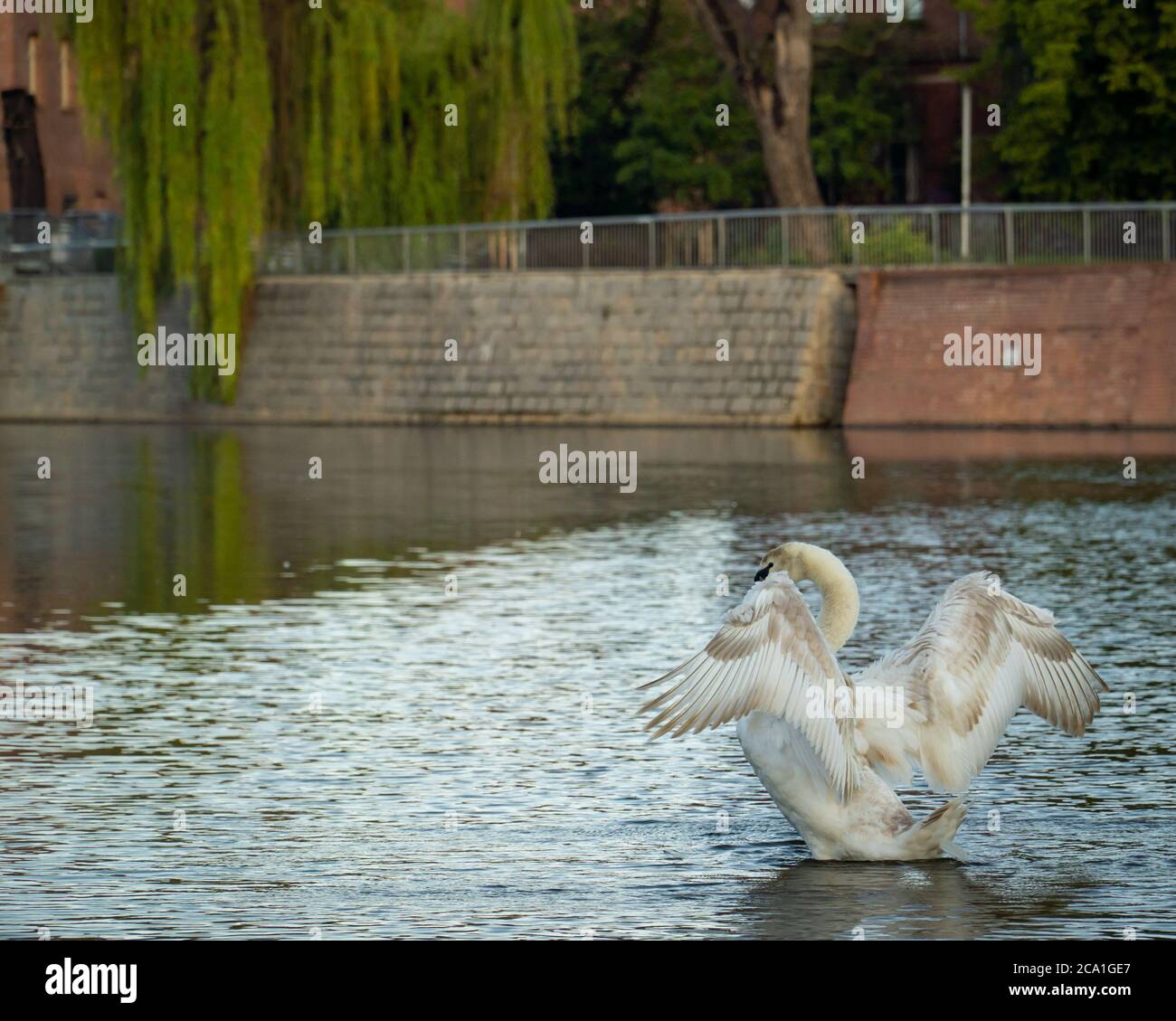 A young swan flapping its wings while swimming in the middle of the ...