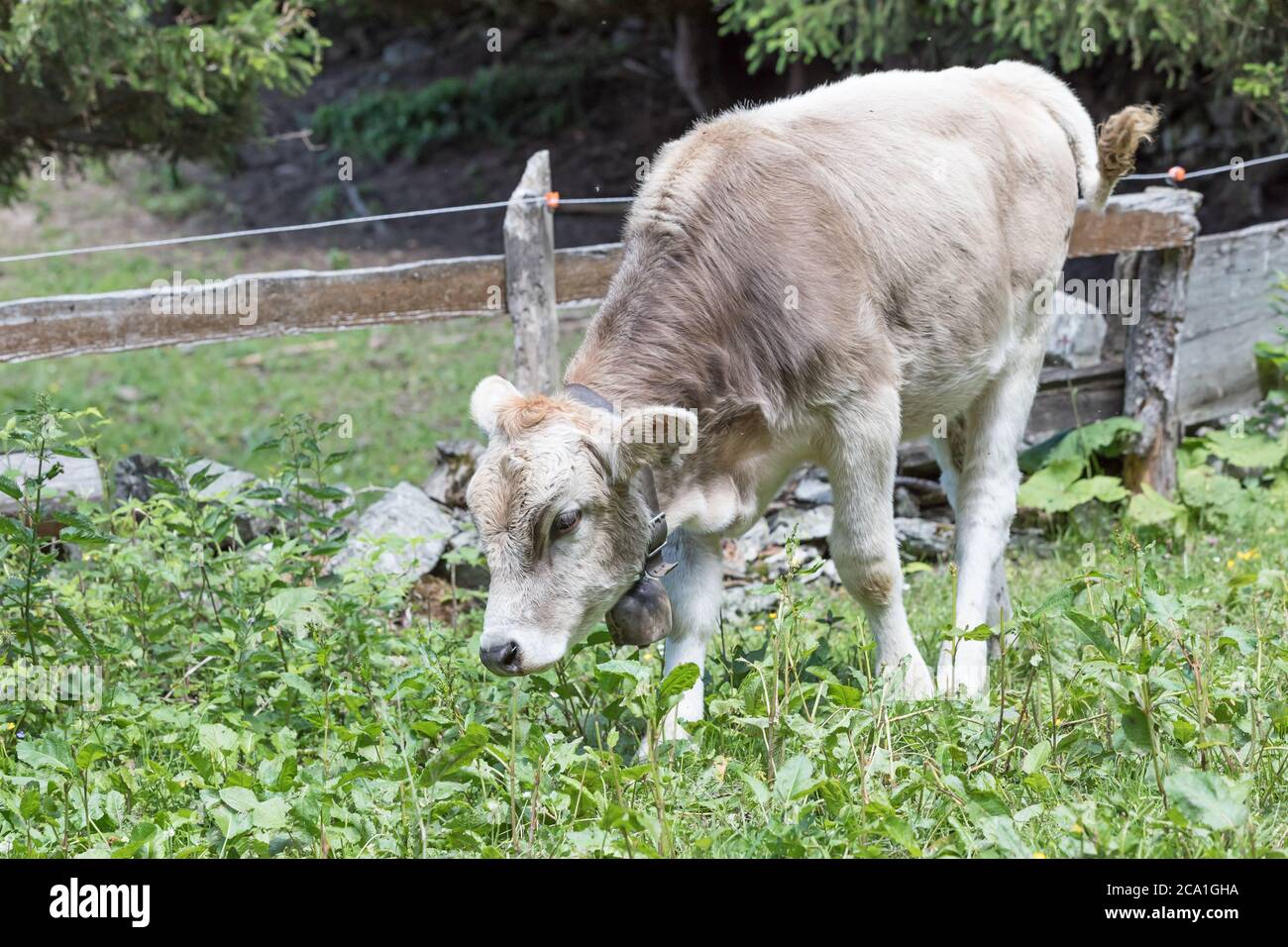 young gray cow in the swiss alps Stock Photo - Alamy