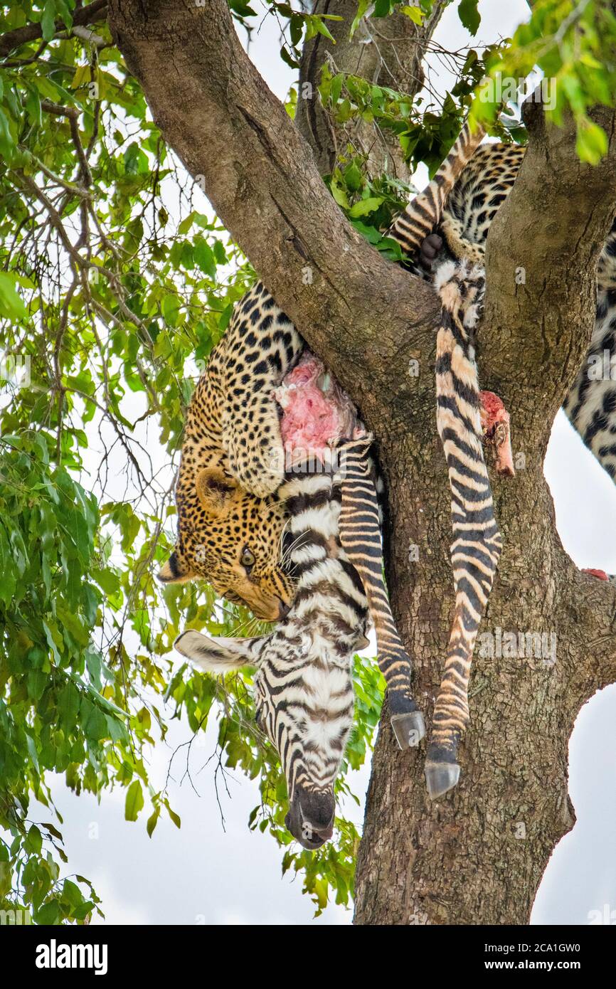 Leopard climbing on a tree hi-res stock photography and images - Alamy