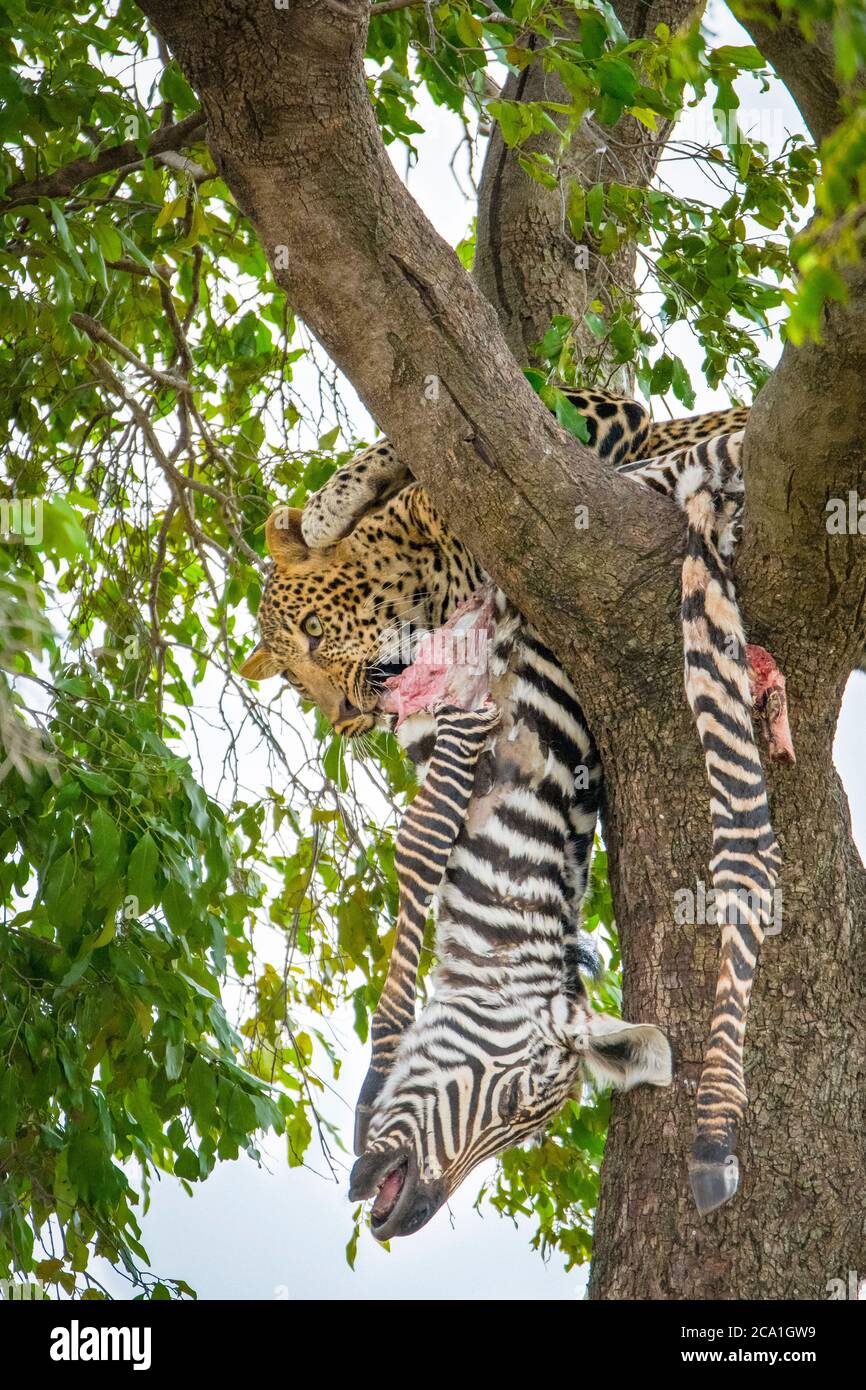 Leopard climbing on a tree hi-res stock photography and images - Alamy