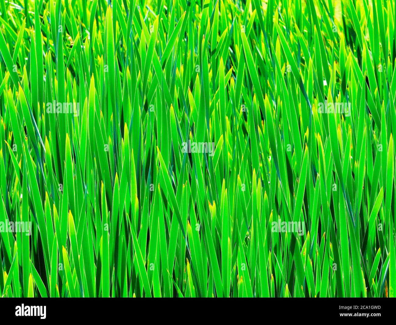 Tall green mixed reed grasses Stock Photo - Alamy