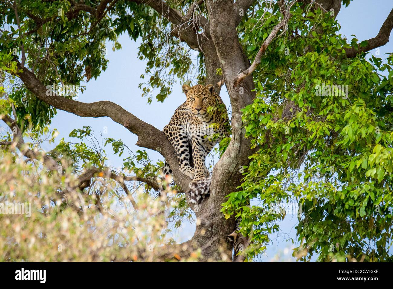 Leopard tree eating hi-res stock photography and images - Alamy
