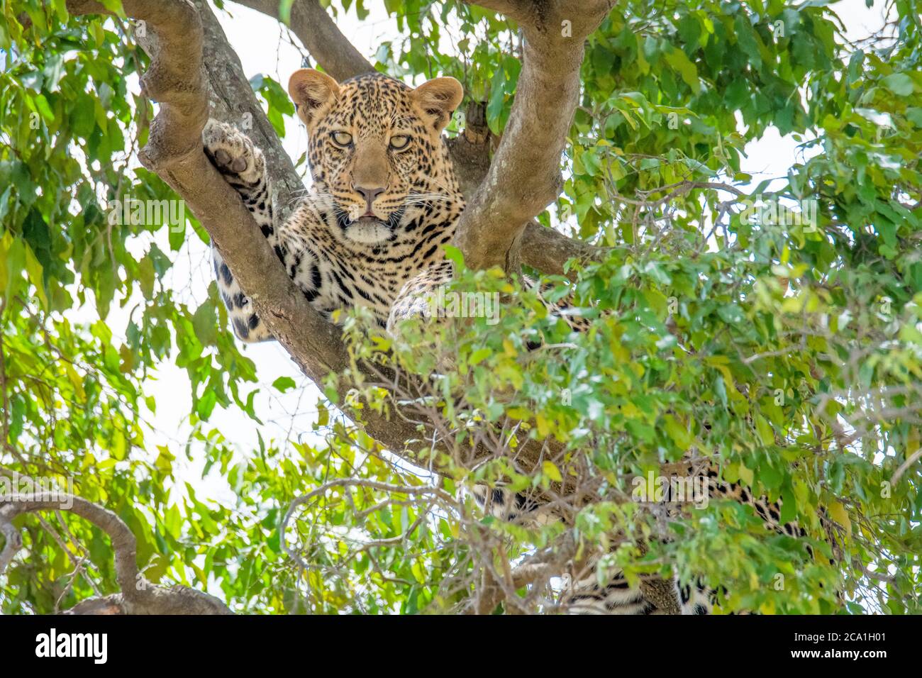 African big tree hi-res stock photography and images - Alamy