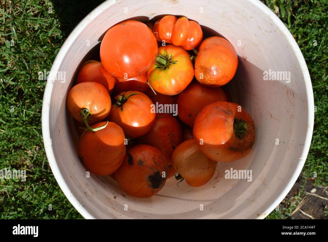 Bushel of tomatoes hi-res stock photography and images - Alamy