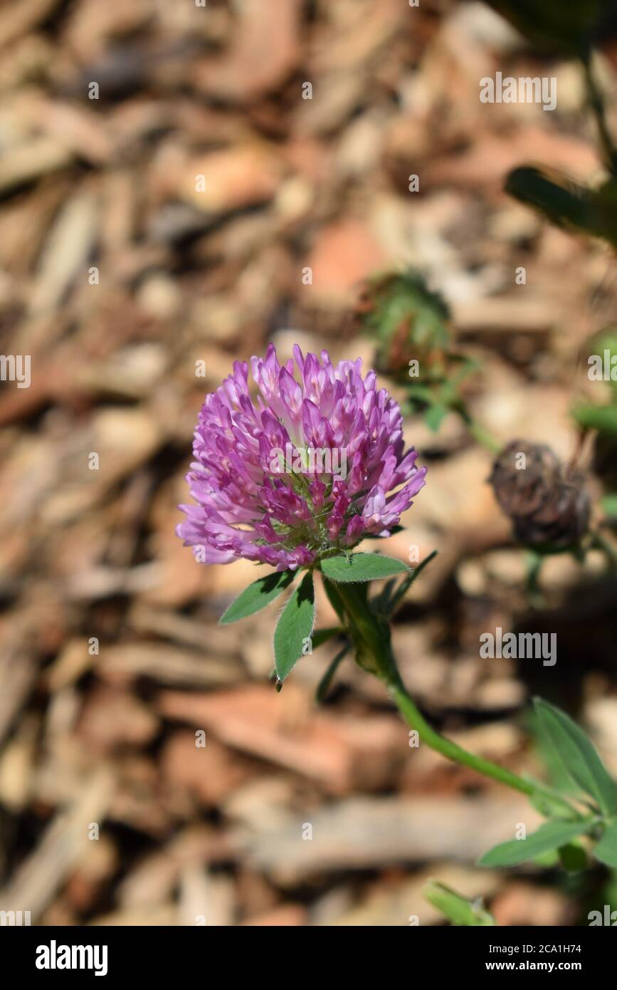 Clover bee sun hi-res stock photography and images - Alamy