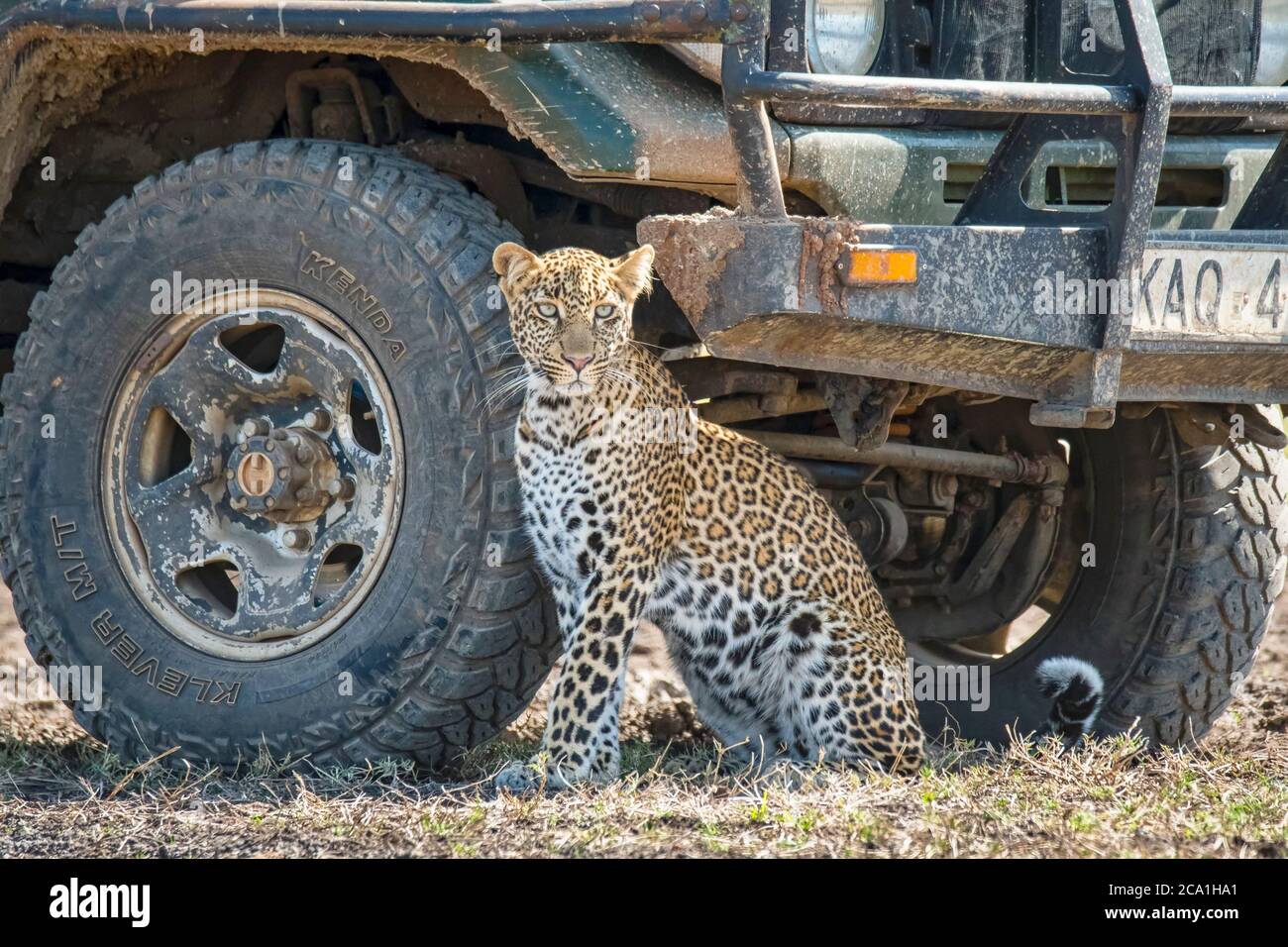 Four leopard hi-res stock photography and images - Alamy