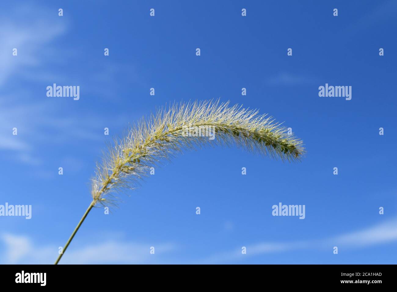 Foxtail stem hi-res stock photography and images - Alamy