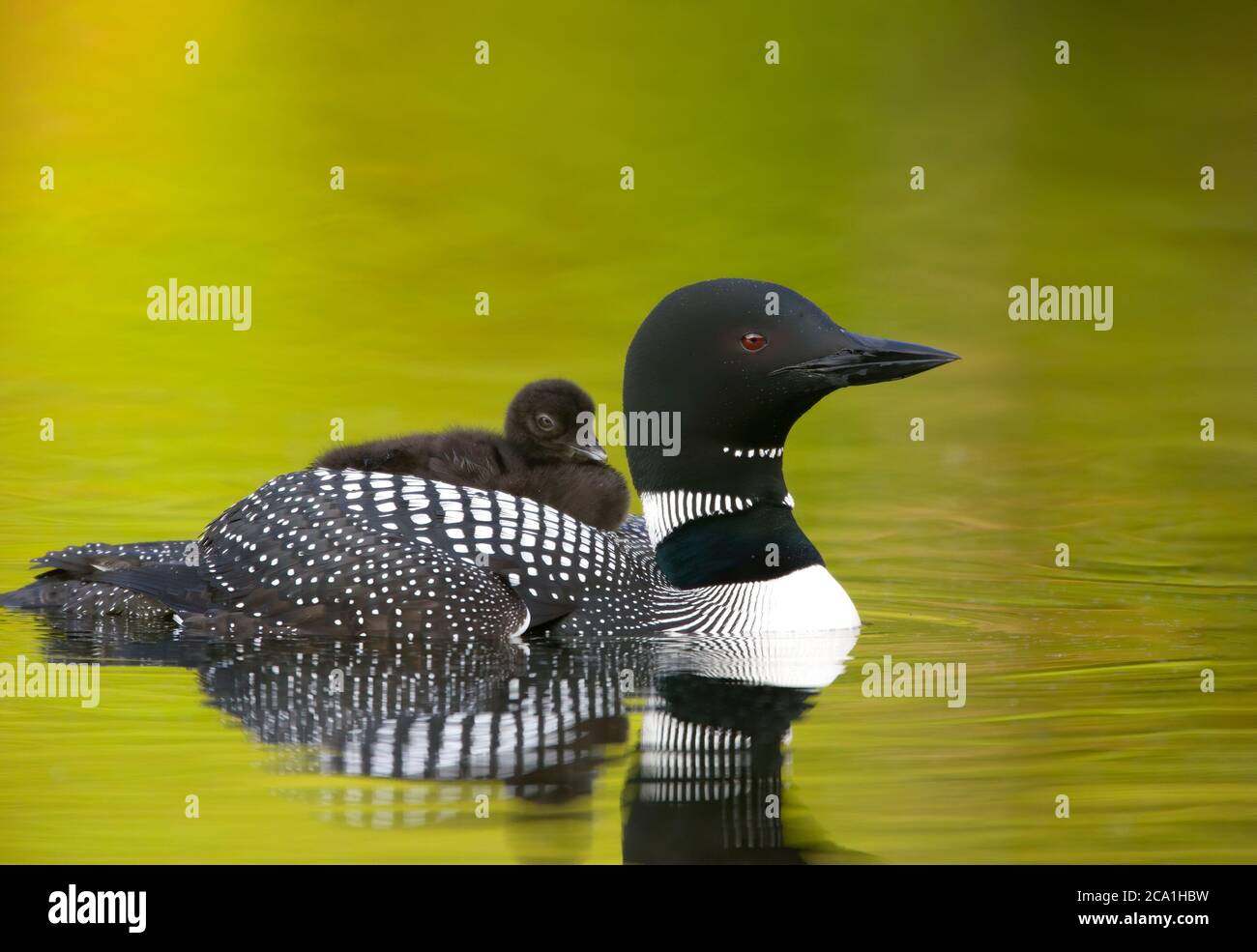 Common Loon Adult and One Chick on Back Stock Photo - Alamy
